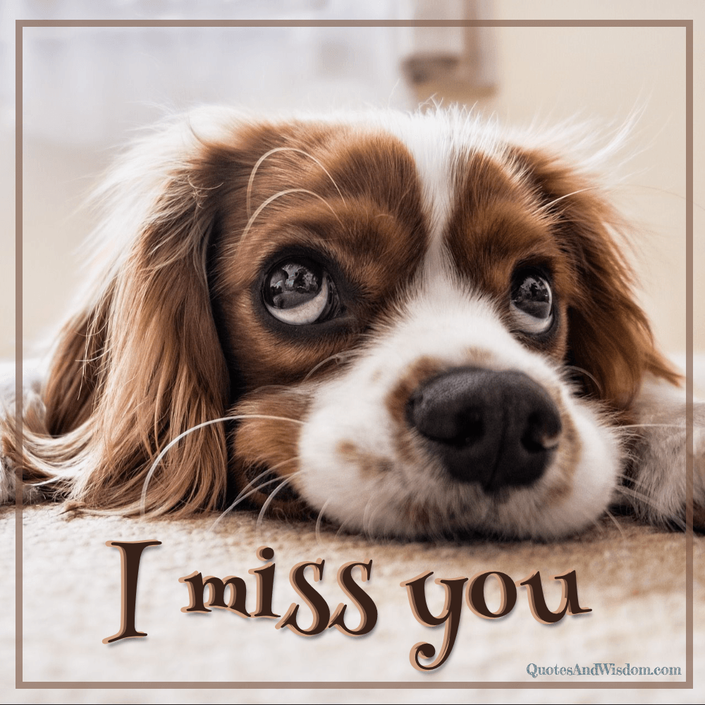 I Miss You Animals