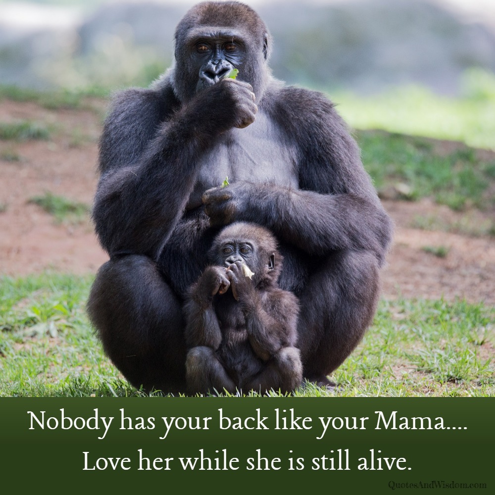 QuotesAndWisdom.com - Quote: Love your mother while she is still alive.