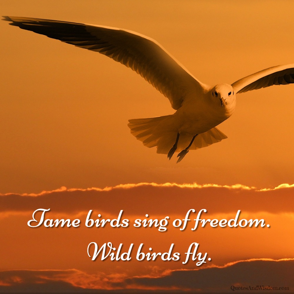 QuotesAndWisdom.com - Quote: Wild birds fly...