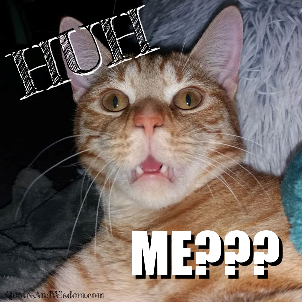 QuotesAndWisdom.com - Animals